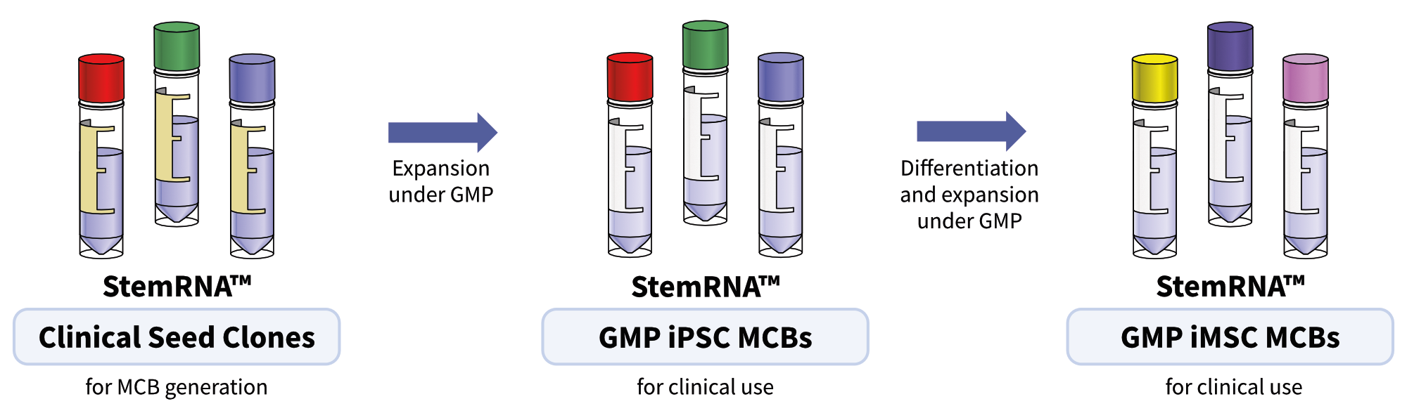 GMP Master Cell Bank (MCB) iPSC and iMSC Manufacturing Service